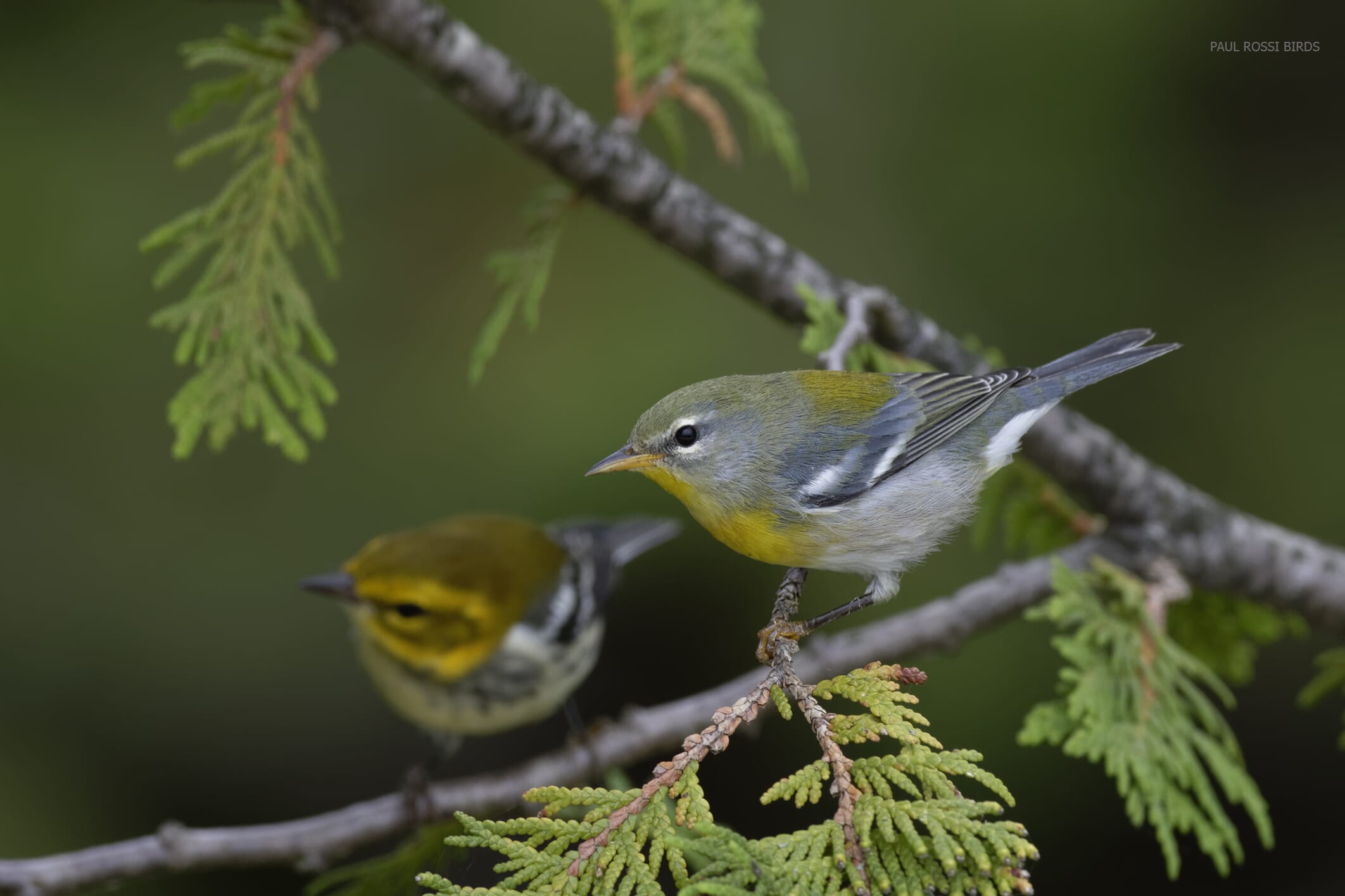 Southbound Warbler Migration in Michigan’s Eastern Upper Peninsula | paulrossibirds